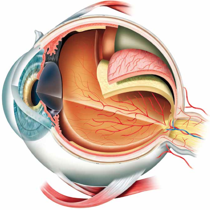 Ögonundersökning – Holms Optik – Specialistoptiker